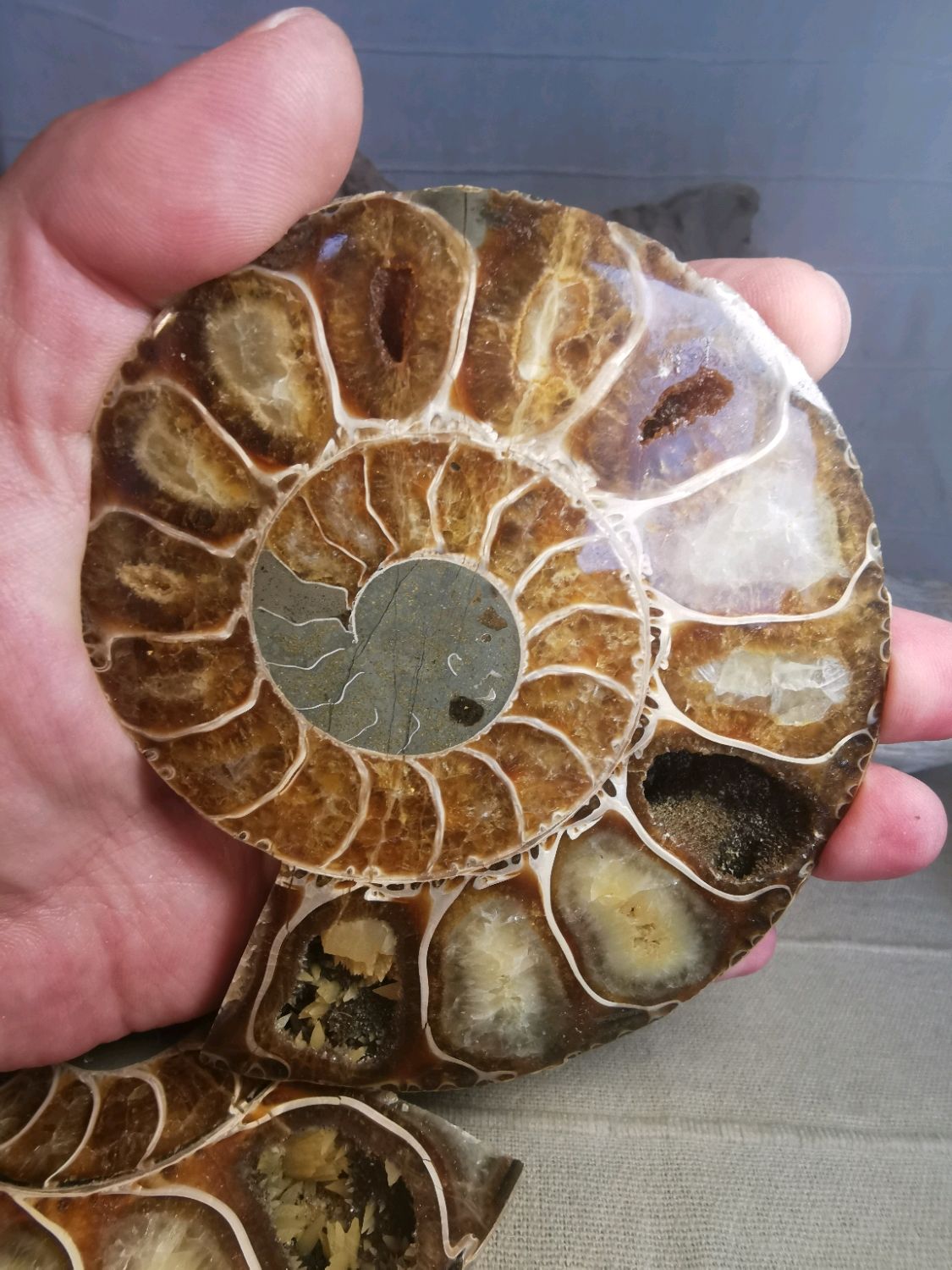 803гр. Аммонит спил. Минералы, Окаменелости. Оригинальные подарки ...