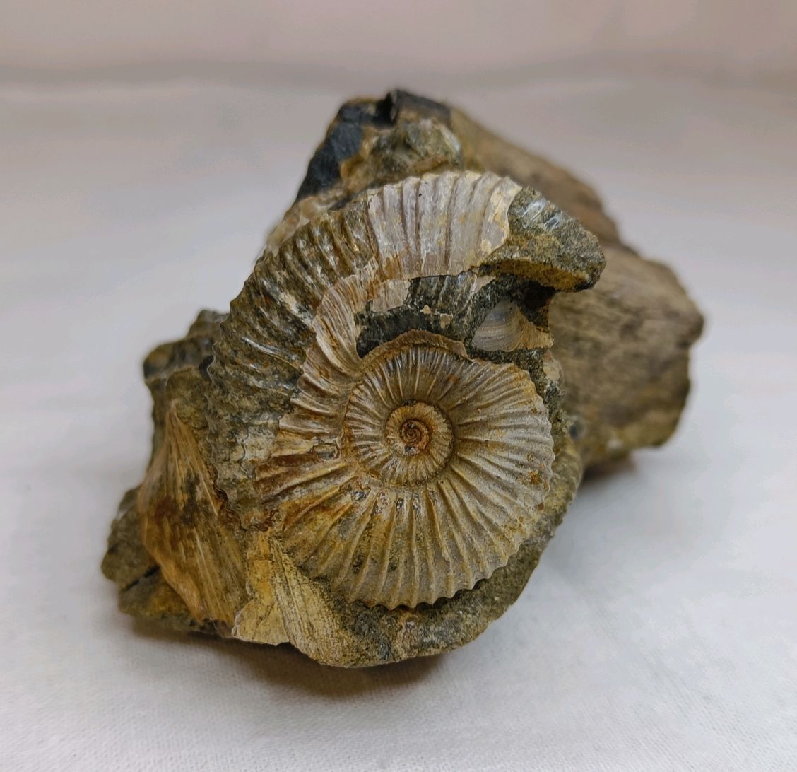 Аммонит на кусочке окаменевшего дерева купить в интернет-магазине ...