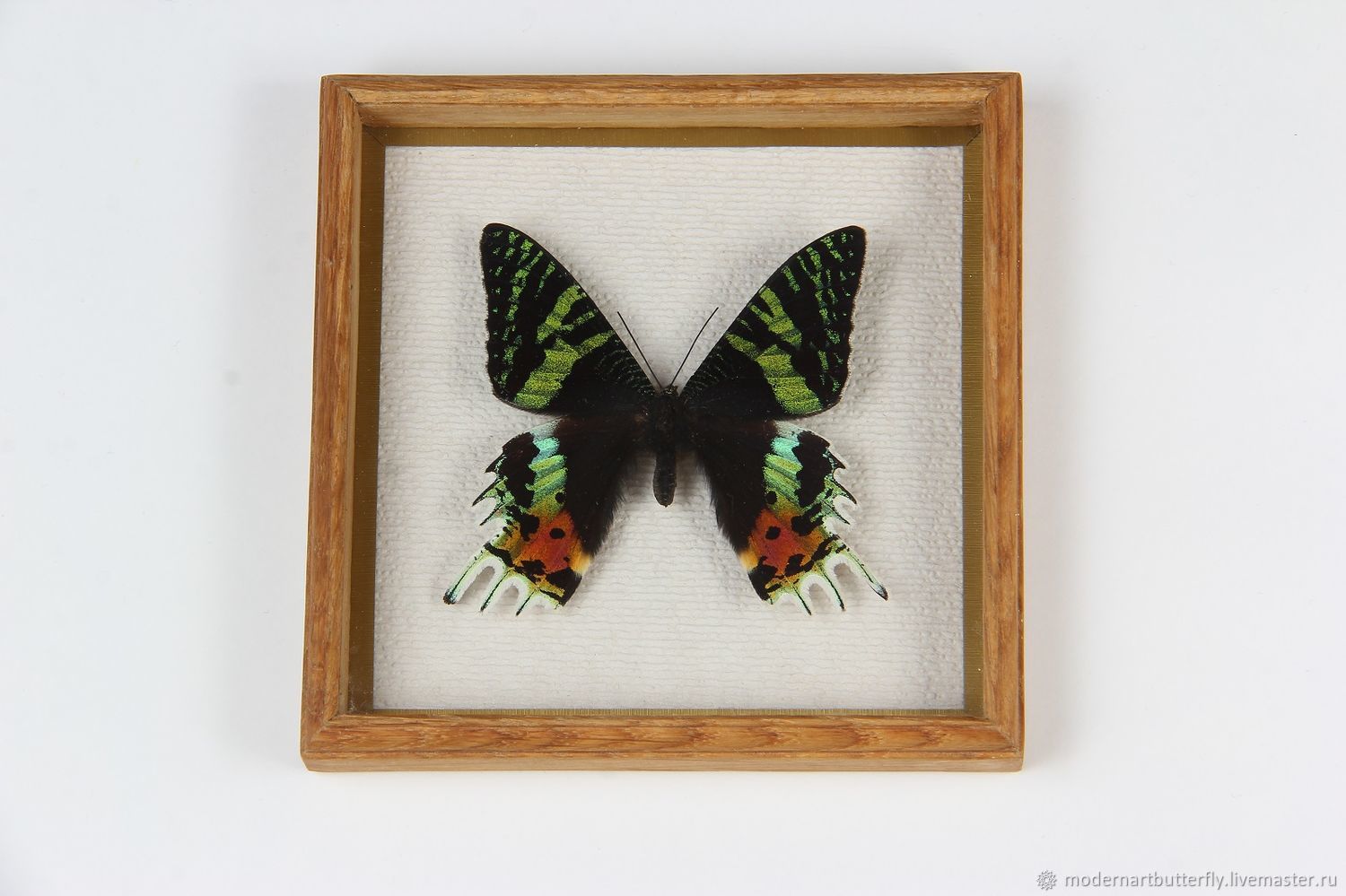 Бабочка в рамке (Urania ripheus) в интернет-магазине на Ярмарке ...
