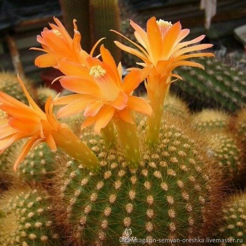 Суккулент Кактус Matucana myriacantha семена 10 ШТ в интернет-магазине ...