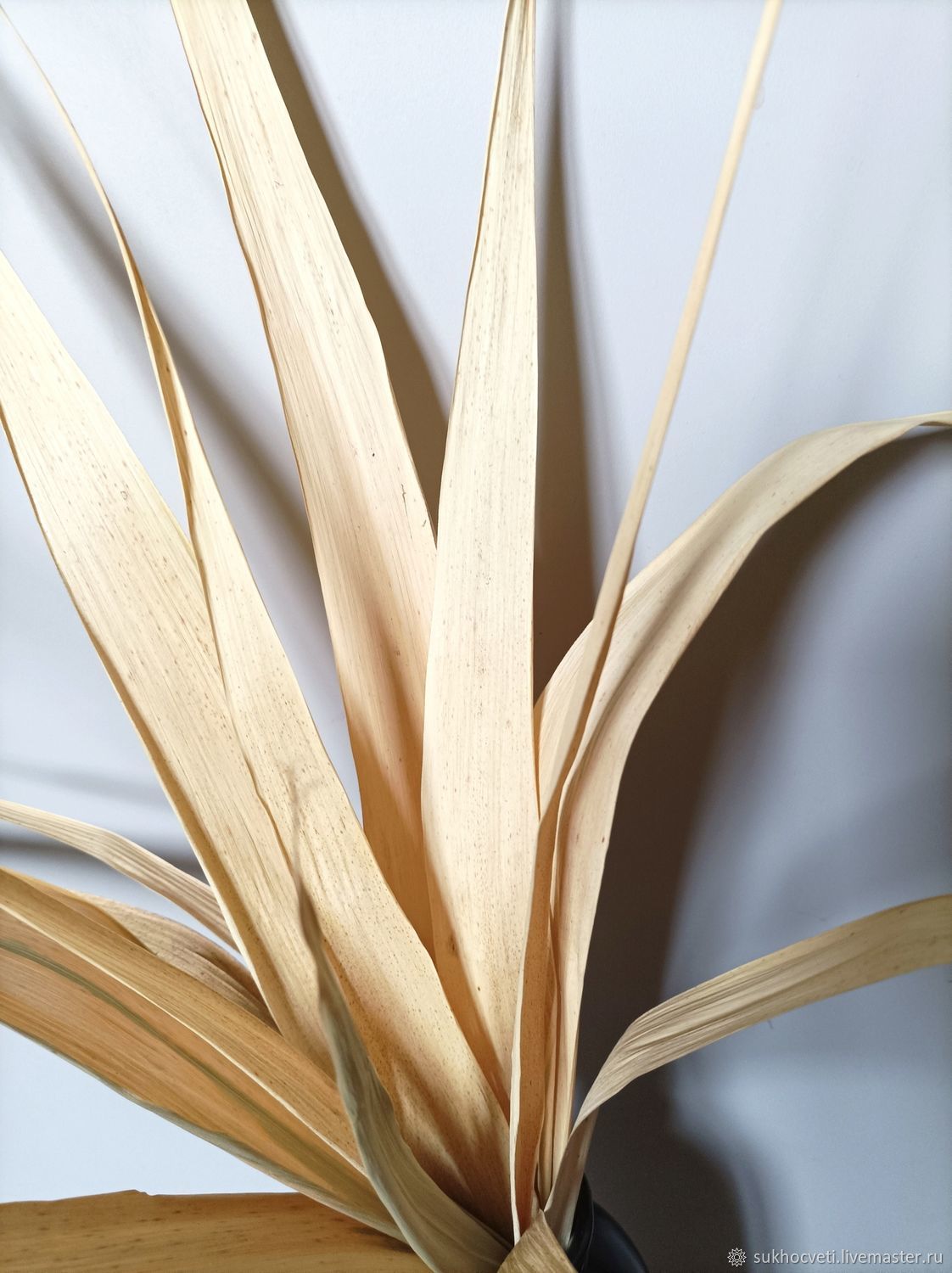 Листья тростника Арундо. Сухоцветы – купить на Ярмарке Мастеров ...