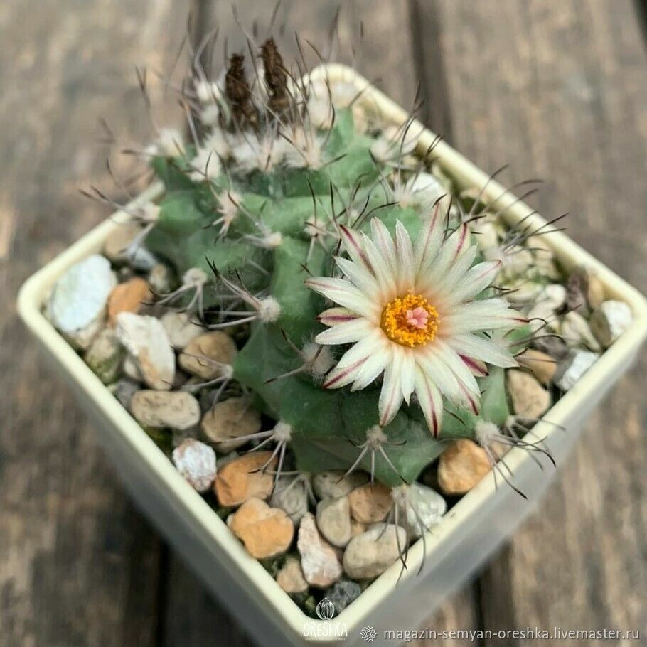 Суккулент Кактус Turbinicarpus swobodae L-1499 семена 10 ШТ купить в ...