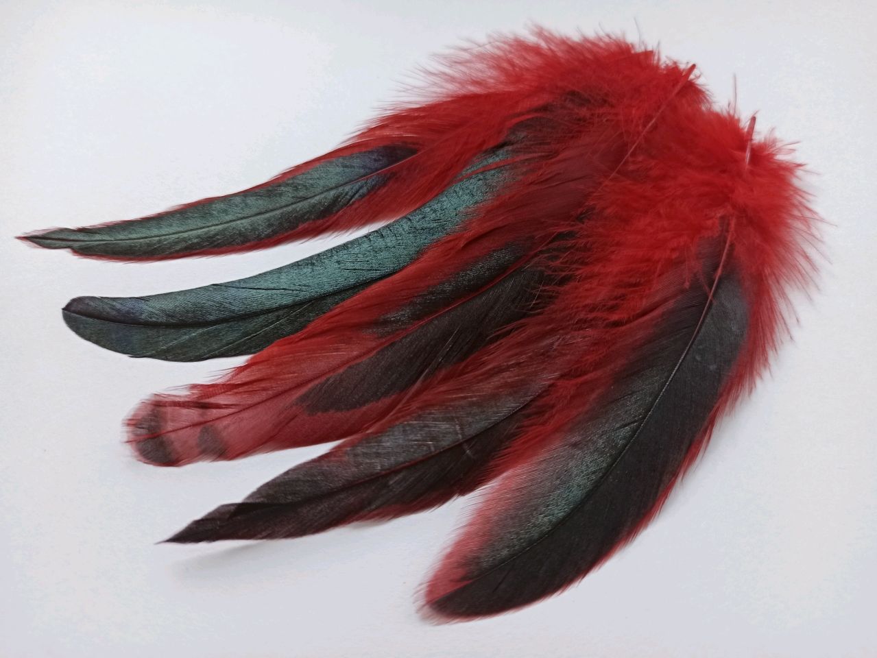 Перья петуха красные с чёрным кончиком 12-18см 20шт в интернет-магазине ...
