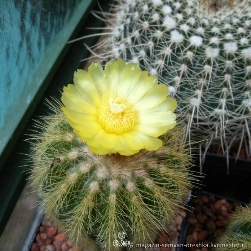 Суккулент Кактус Notocactus grossei P-427 семена 10 ШТ в интернет ...