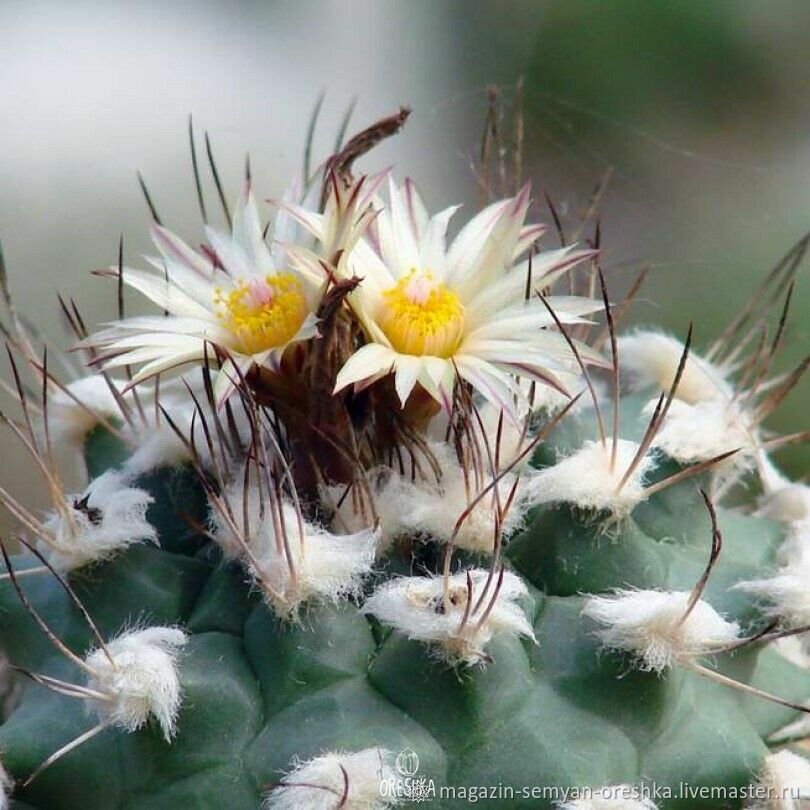 Суккулент Кактус Turbinicarpus swobodae L-1499 семена 10 ШТ купить в ...