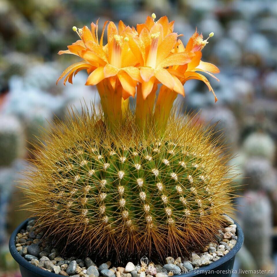 Суккулент Кактус Matucana myriacantha семена 10 ШТ в интернет-магазине ...