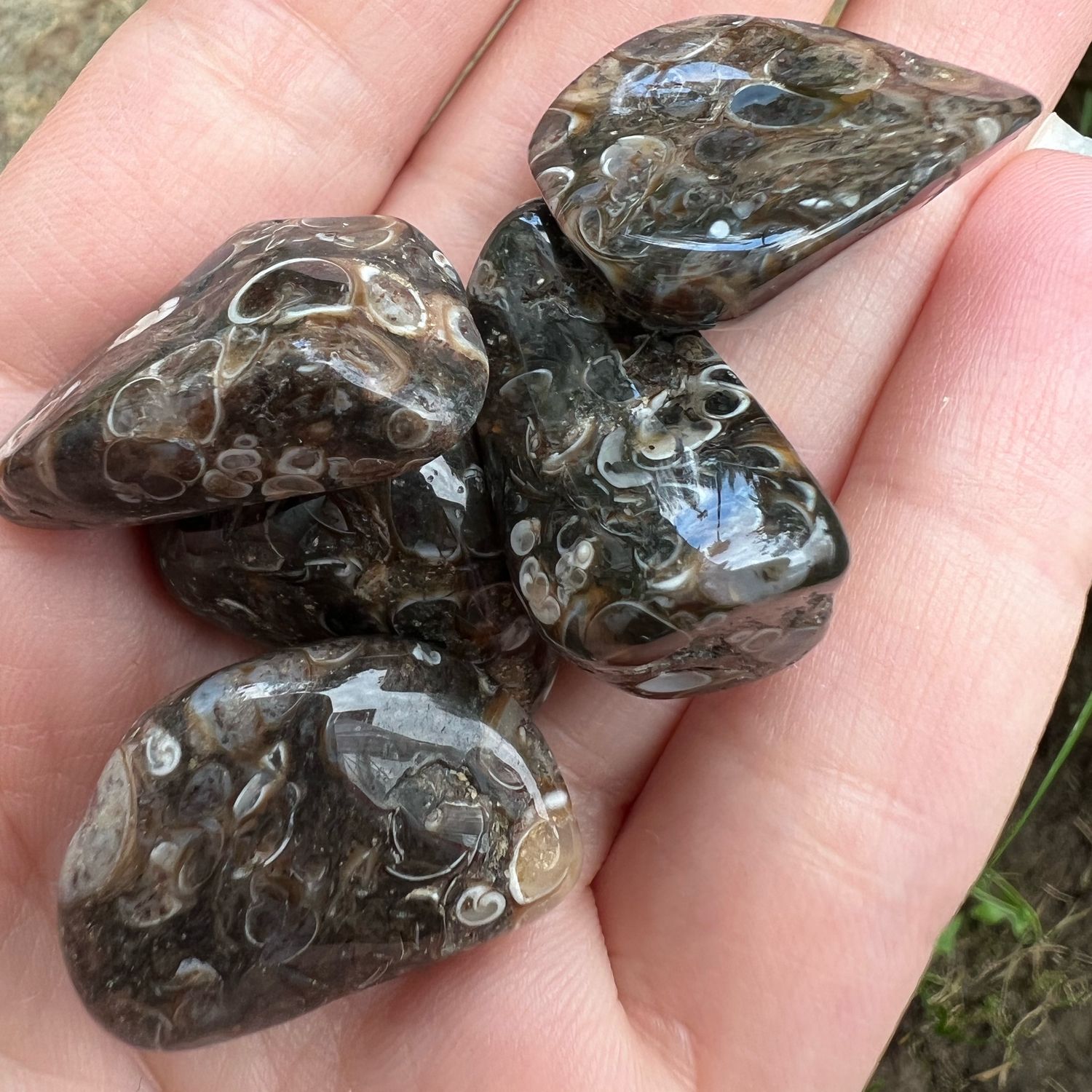 Агат черепаховый : Галтовка 5 шт – заказать на Ярмарке Мастеров ...
