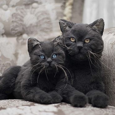 Магазин мастера Реалистичные Игрушки (emiliya-igruski) на Ярмарке ...