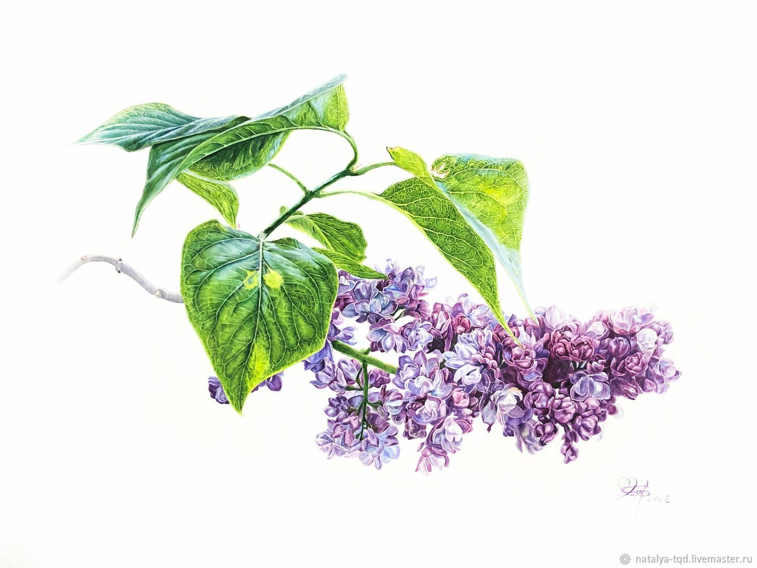 Ветка сирени Акварель Ботаническая иллюстрация в интернет-магазине на ...