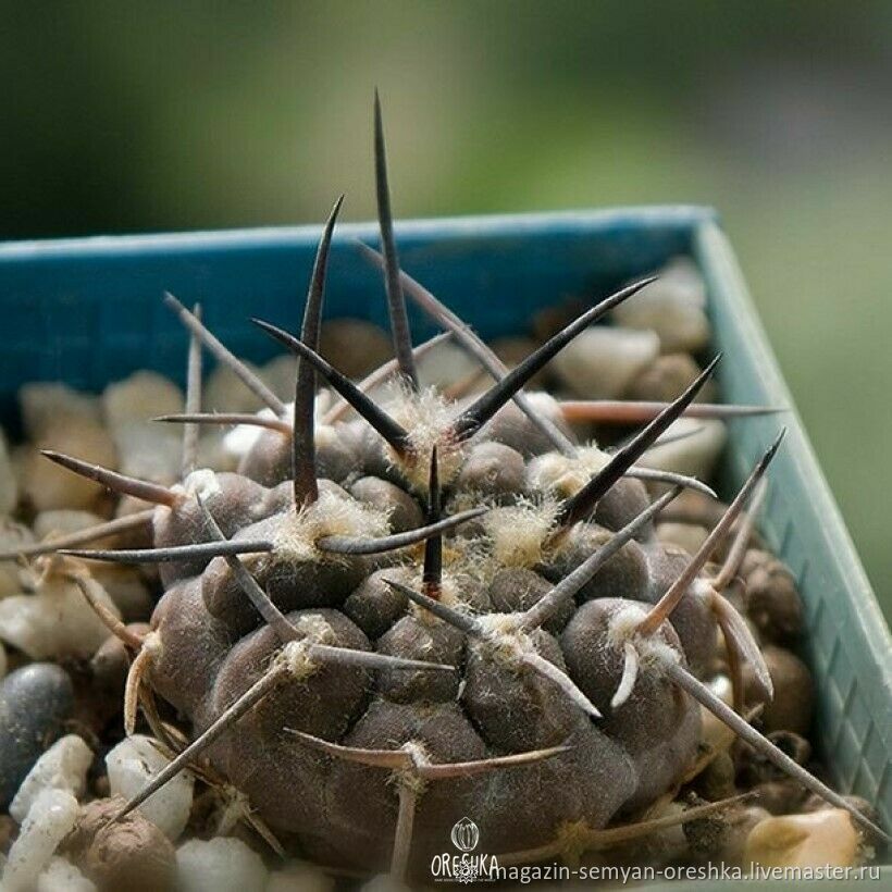 Суккулент Кактус Gymnocalycium piltziorum P-38 семена 10 ШТ в интернет ...