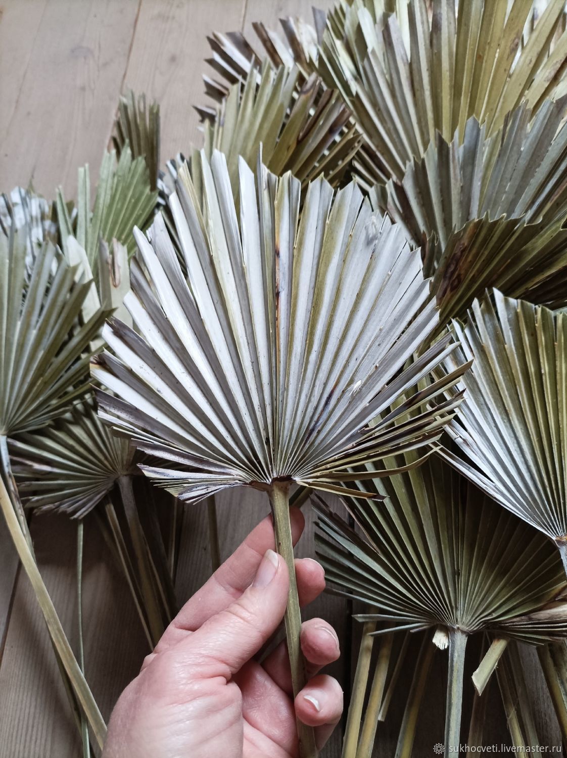 Листья пальмы пики. Набор 10шт. Сухоцветы купить в интернет-магазине ...