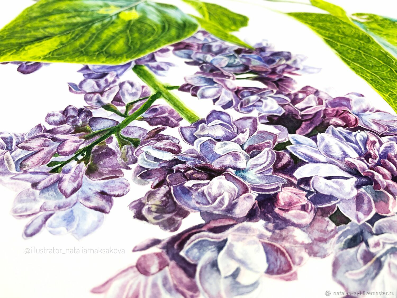Ветка сирени Акварель Ботаническая иллюстрация в интернет-магазине на ...