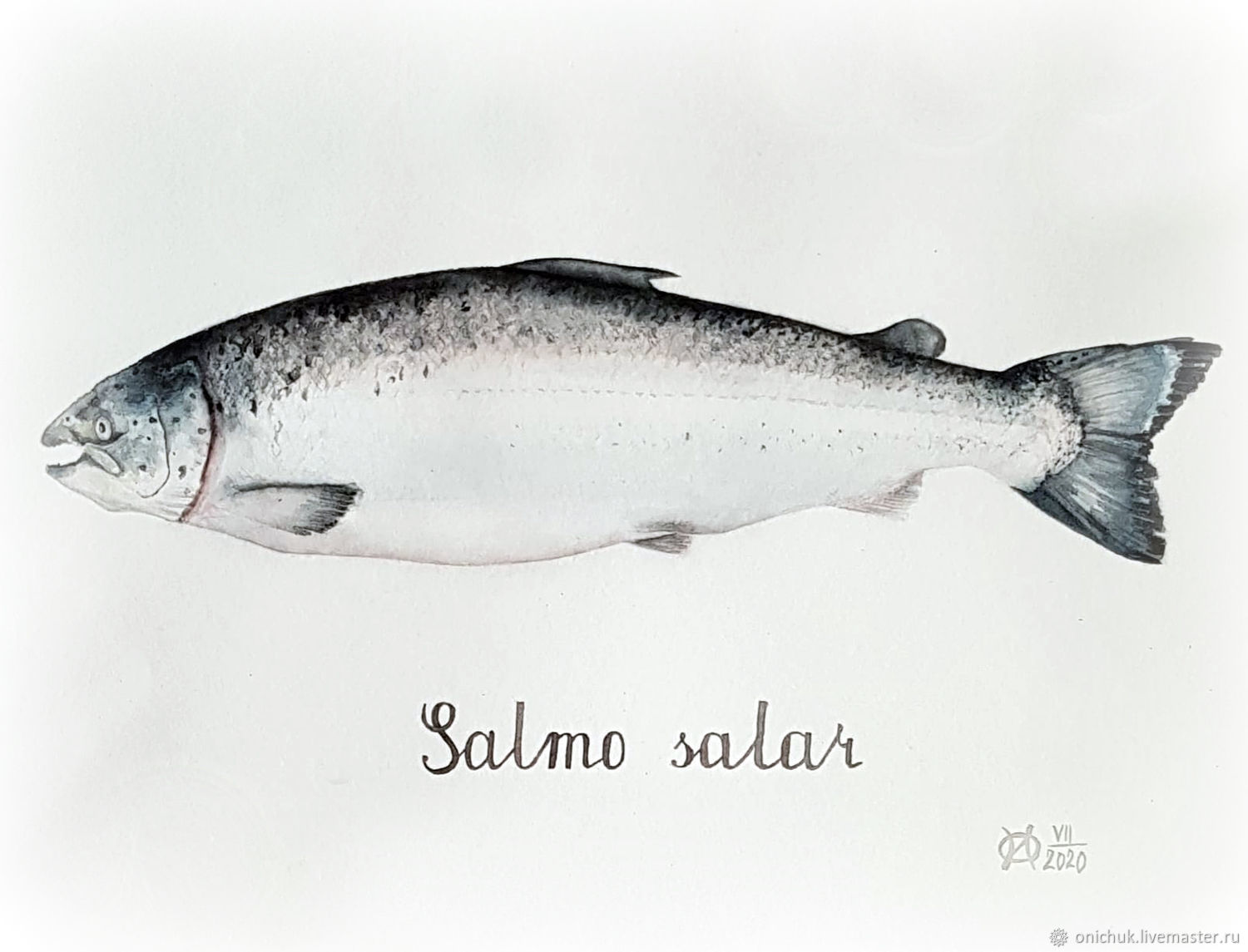 Картины: Salmo salar в интернет-магазине Ярмарка Мастеров по цене 3500 ...