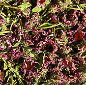 Монарда лимонная (цитрусовая, лимоннопахнущая, бергамотн.).Цена за 1г ...